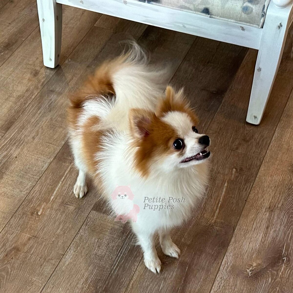 Our Moms - Petite Posh Puppies