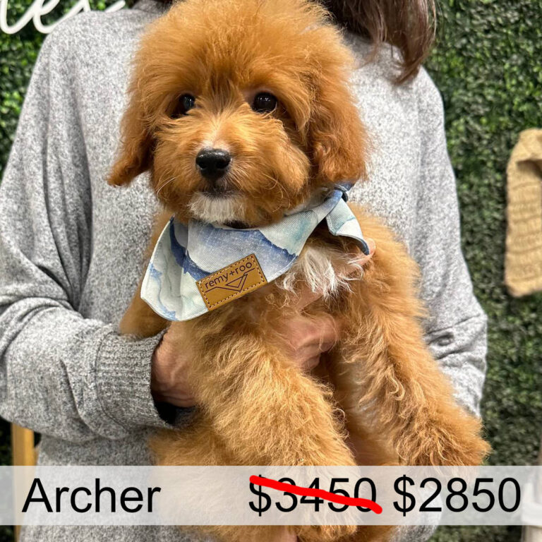 Past Puppies - Petite Posh Puppies