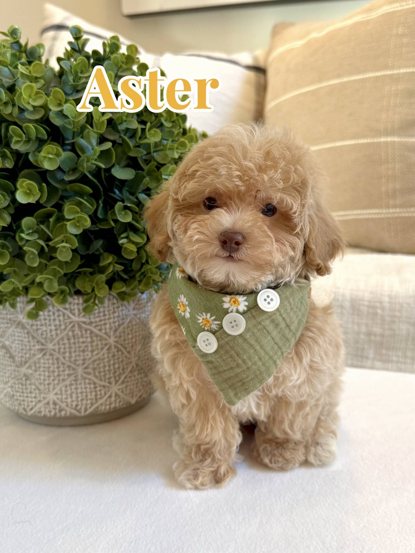 Aster - Apricot Male Toy/Teacup Maltipoo Puppy | Petite Posh Puppies