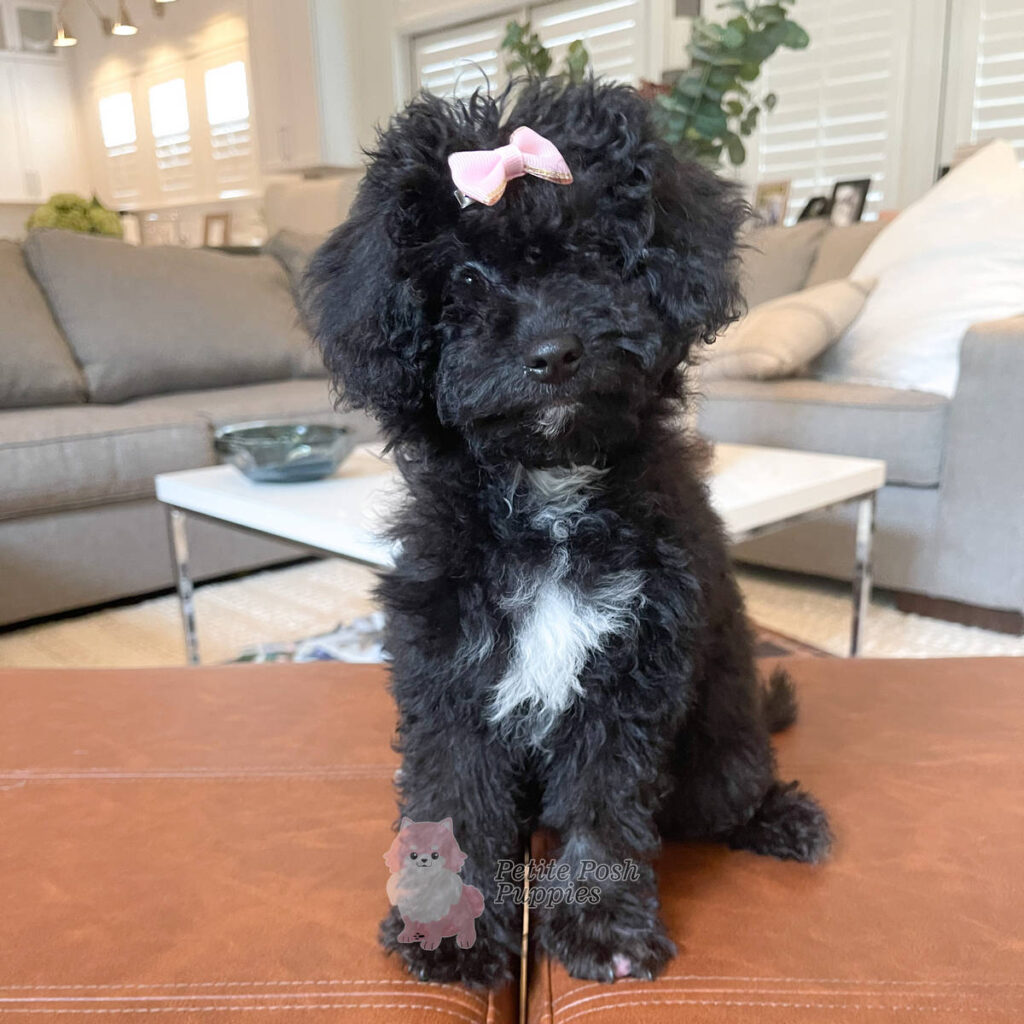 Puppies | Pomeranian, Pomsky, Toy Poodle, Goldendoodle, Bernedoodle
