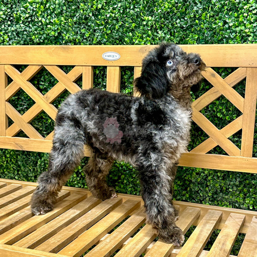 Bluey - Petite Posh Puppies