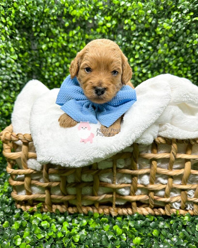 Puppies | Pomeranian, Pomsky, Toy Poodle, Goldendoodle, Bernedoodle