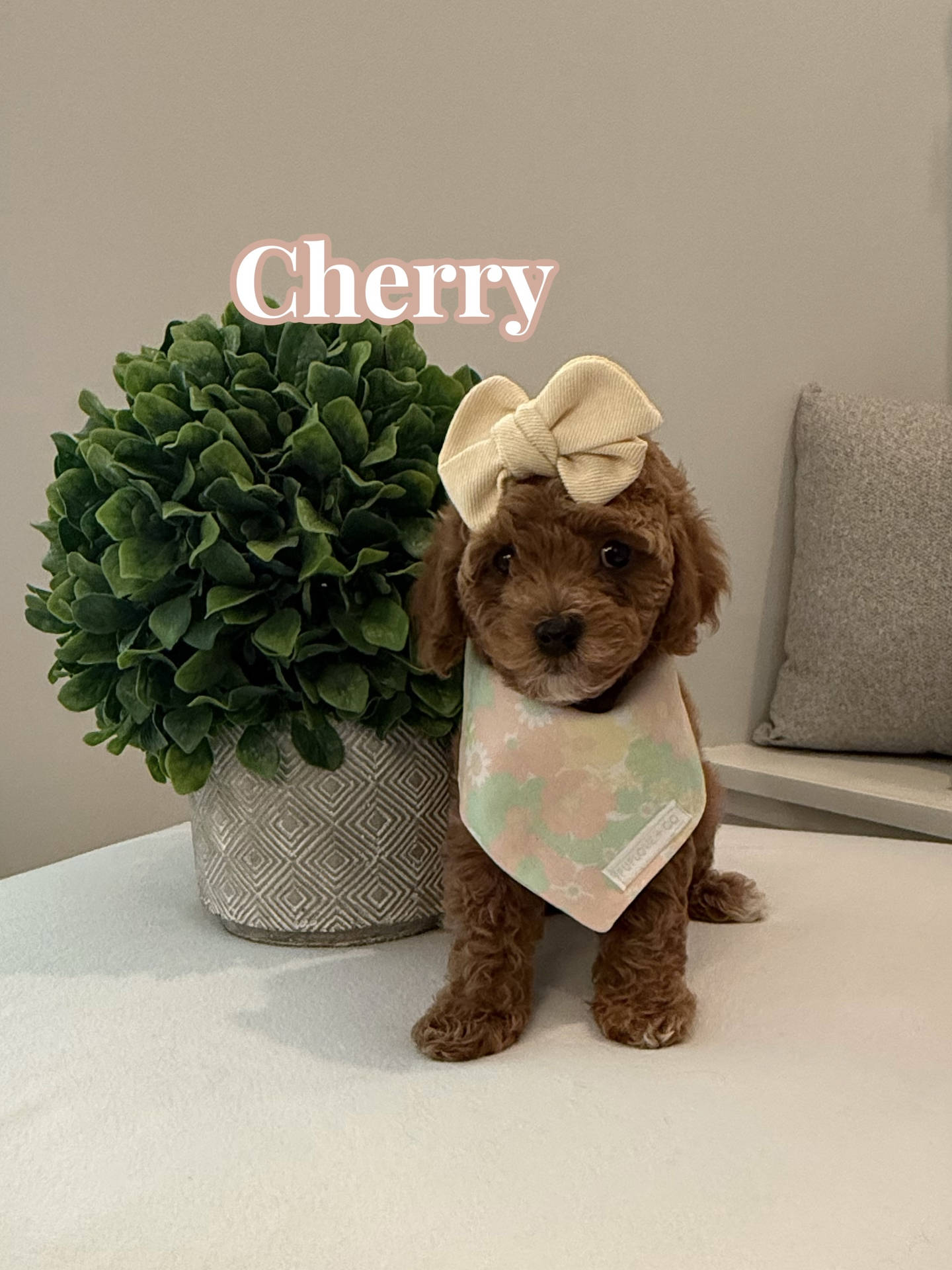 Cherry - Teddy Bear Red Female Cavapoo Puppy | Petite Posh Puppies
