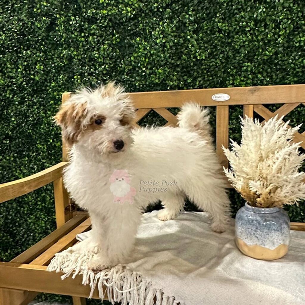 Our Dads - Petite Posh Puppies