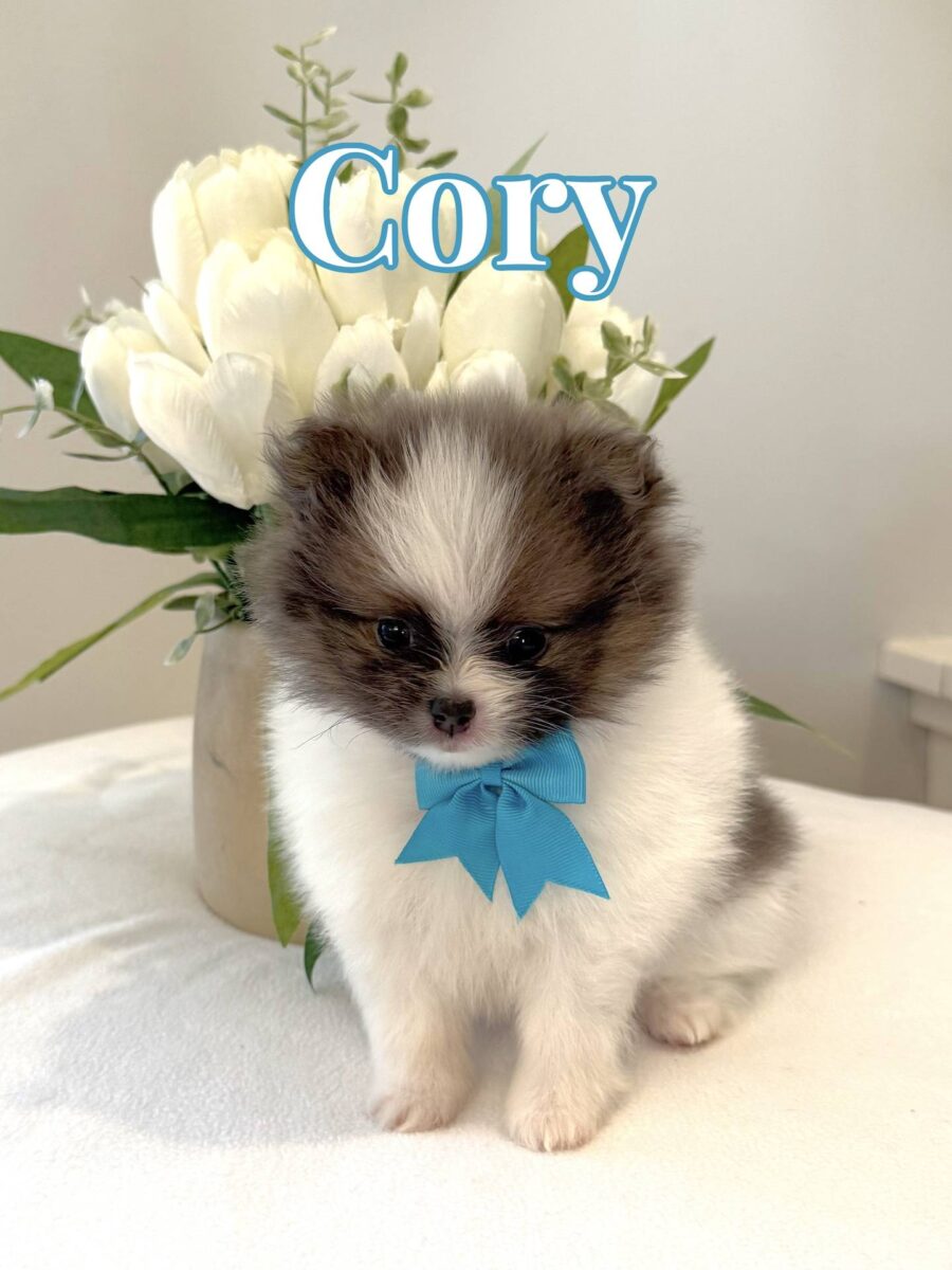 Cory - Blue-Parti Male Pomeranian Puppy | Petite Posh Puppies