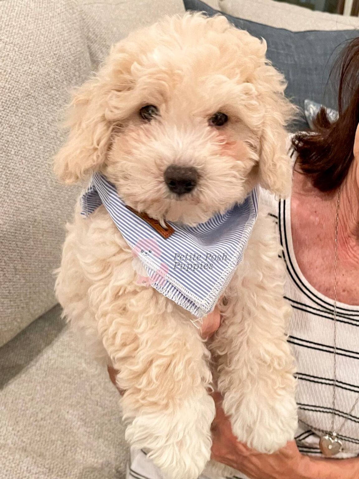 Puppies | Pomeranian, Pomsky, Toy Poodle, Goldendoodle, Bernedoodle