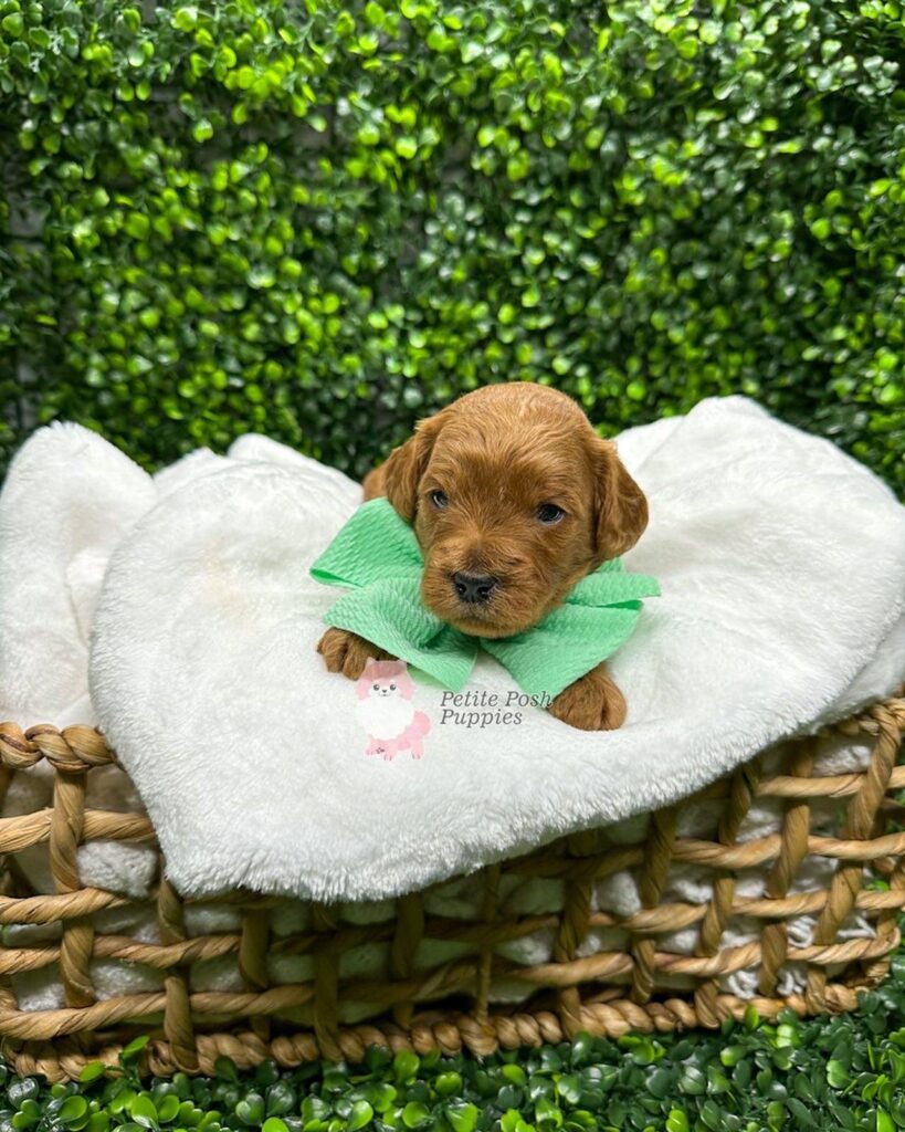 Puppies | Pomeranian, Pomsky, Toy Poodle, Goldendoodle, Bernedoodle