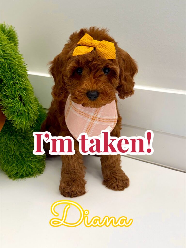Diana - Teddy Bear Red Female Cavapoo Puppy | Petite Posh Puppies