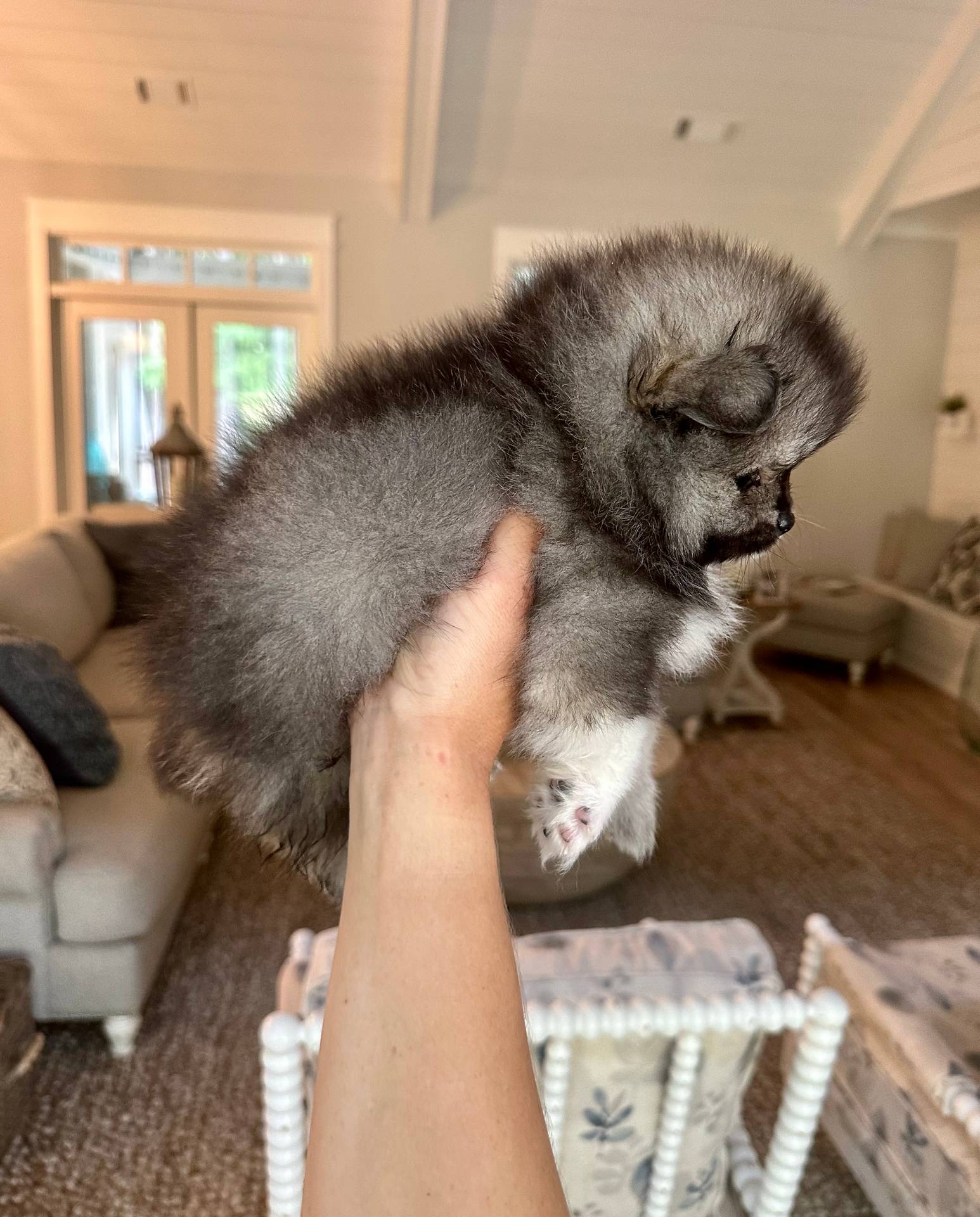 Wolf Sable Pomeranian - Duke - Petite Posh Puppies