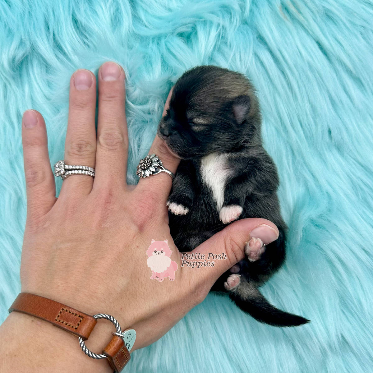 Puppies | Pomeranian, Pomsky, Toy Poodle, Goldendoodle, Bernedoodle