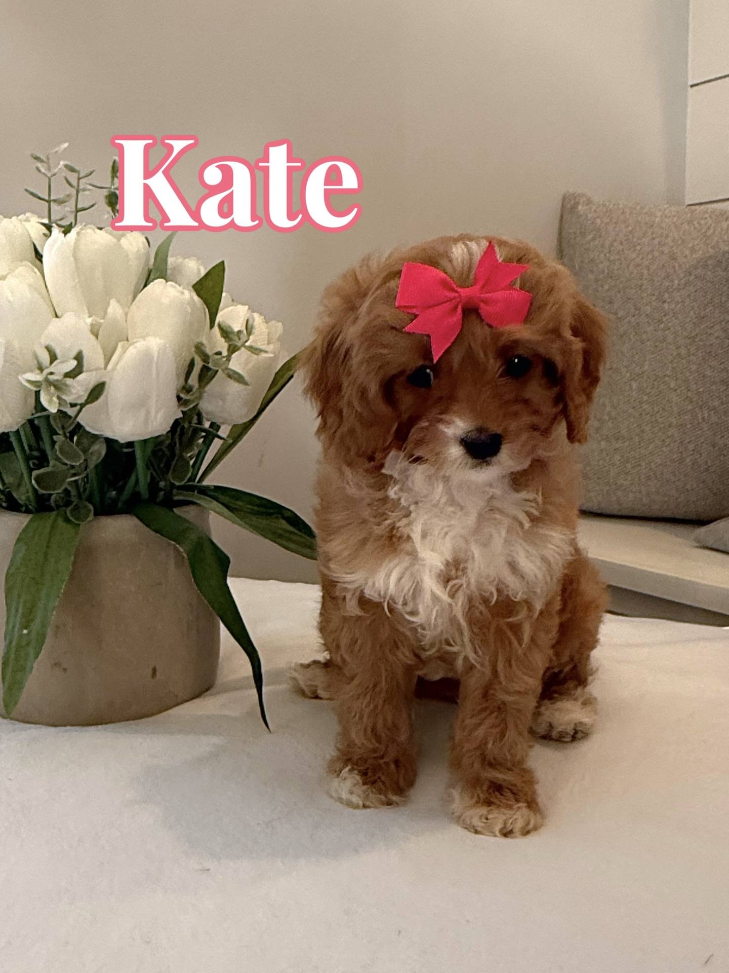 Kate - Teddy Bear Red/White Female Cavapoo Puppy | Petite Posh Puppies