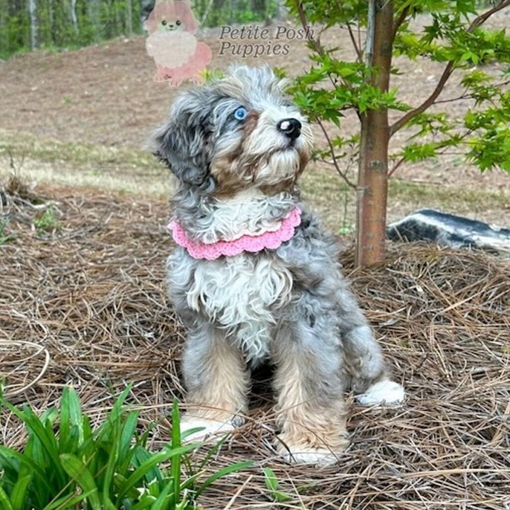 Our Moms - Petite Posh Puppies