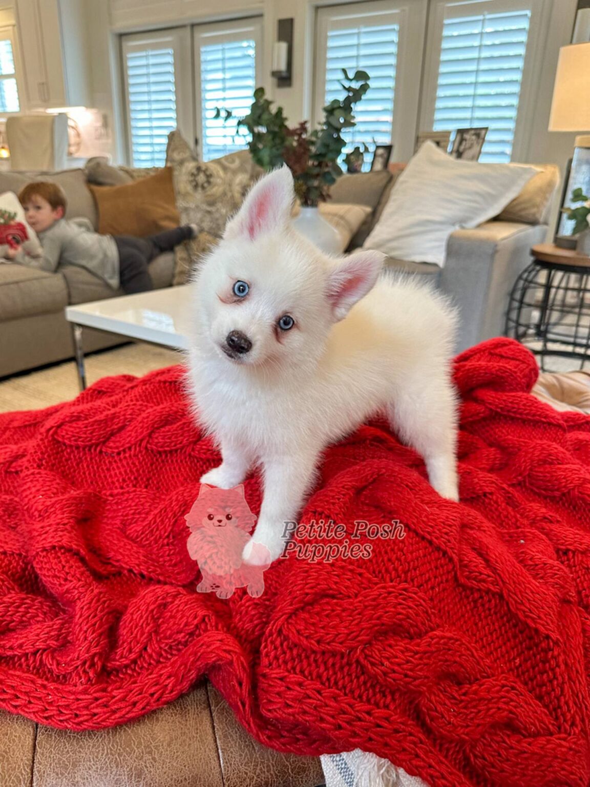 Puppies | Pomeranian, Pomsky, Toy Poodle, Goldendoodle, Bernedoodle