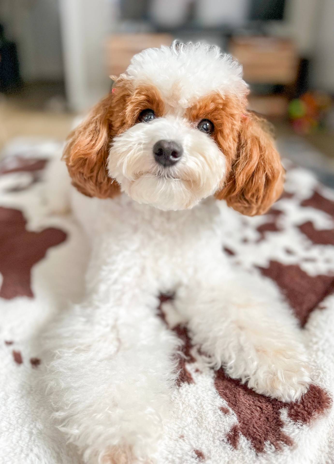 Our Moms - Petite Posh Puppies