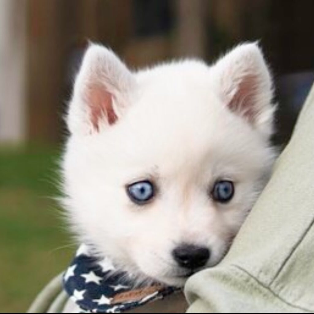 Breeds | Pomeranian, Pomsky, Poodle, Goldendoodle, Bernedoodle