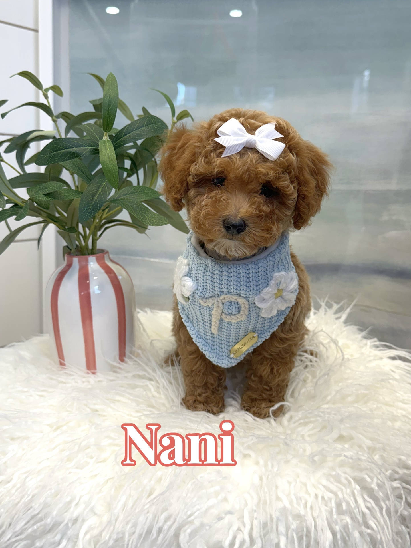 Nani - Teddy Bear Red/White Female Cavapoo Puppy | Petite Posh Puppies