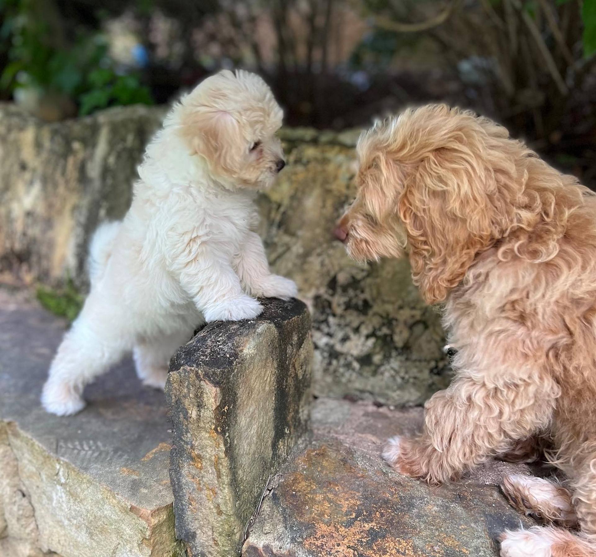 Past Puppies - Petite Posh Puppies