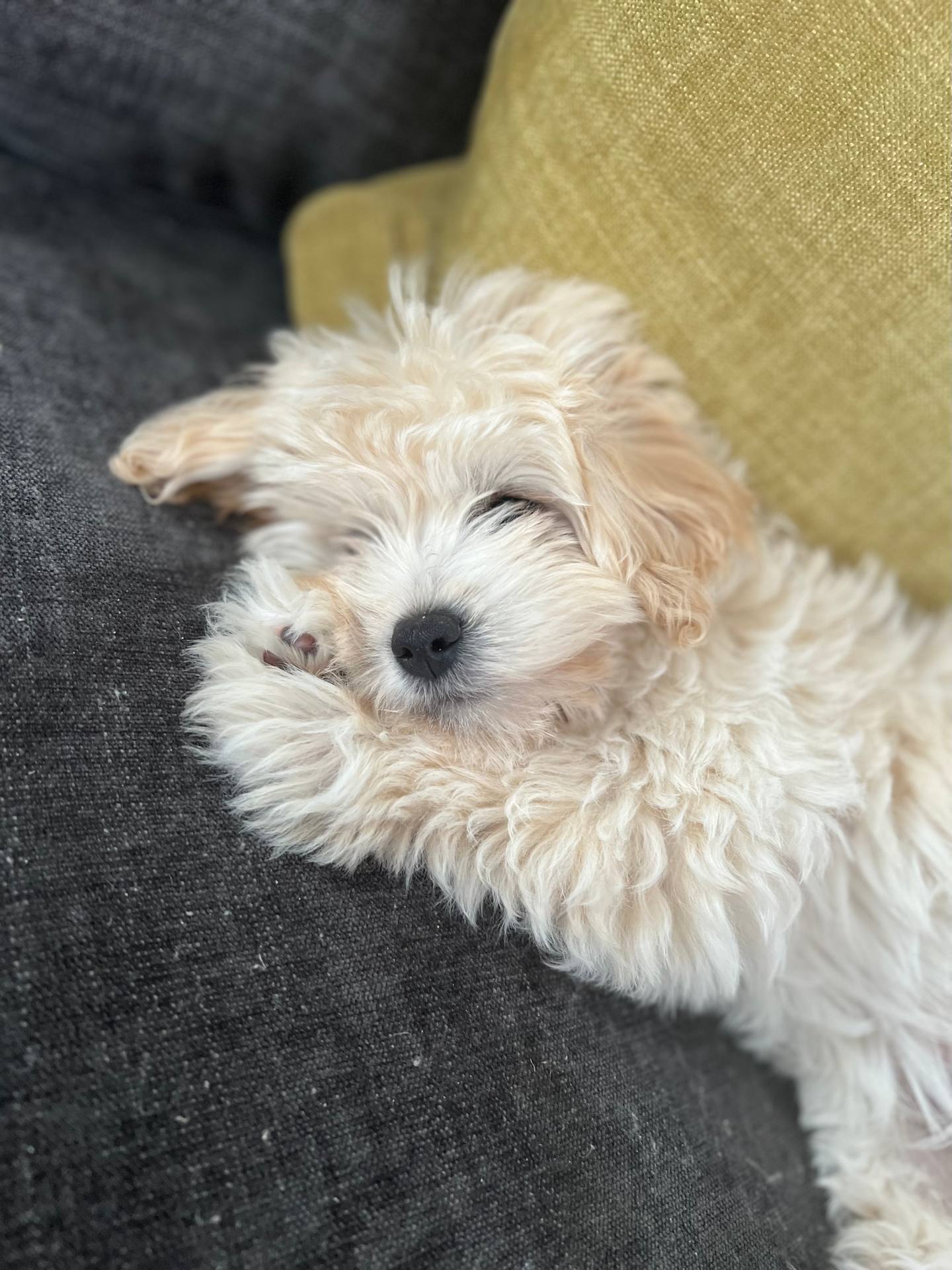 Past Puppies - Petite Posh Puppies