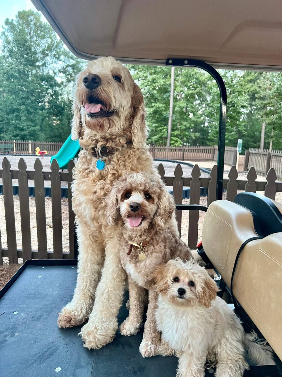 Past Puppies - Petite Posh Puppies