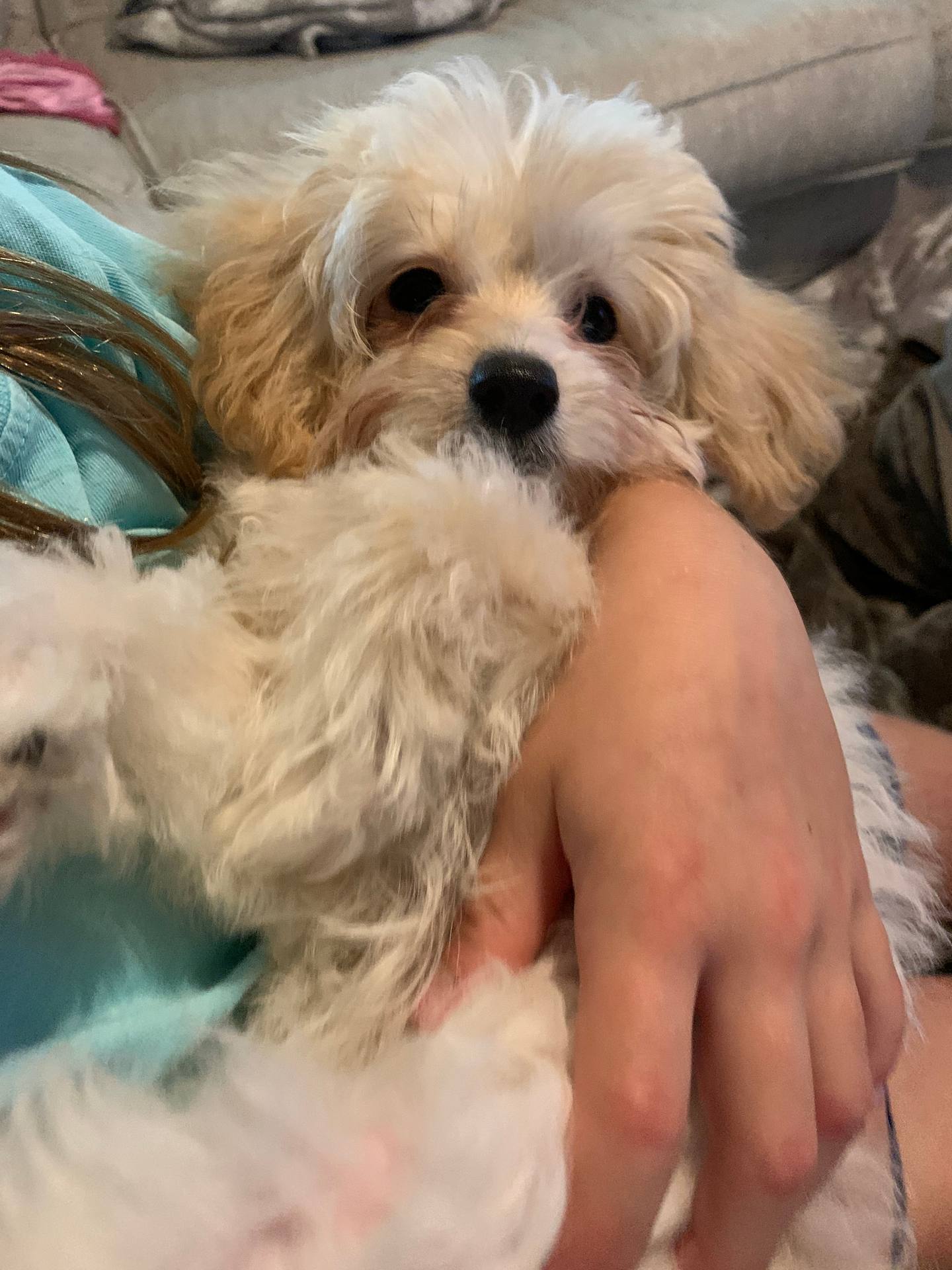 Past Puppies - Petite Posh Puppies