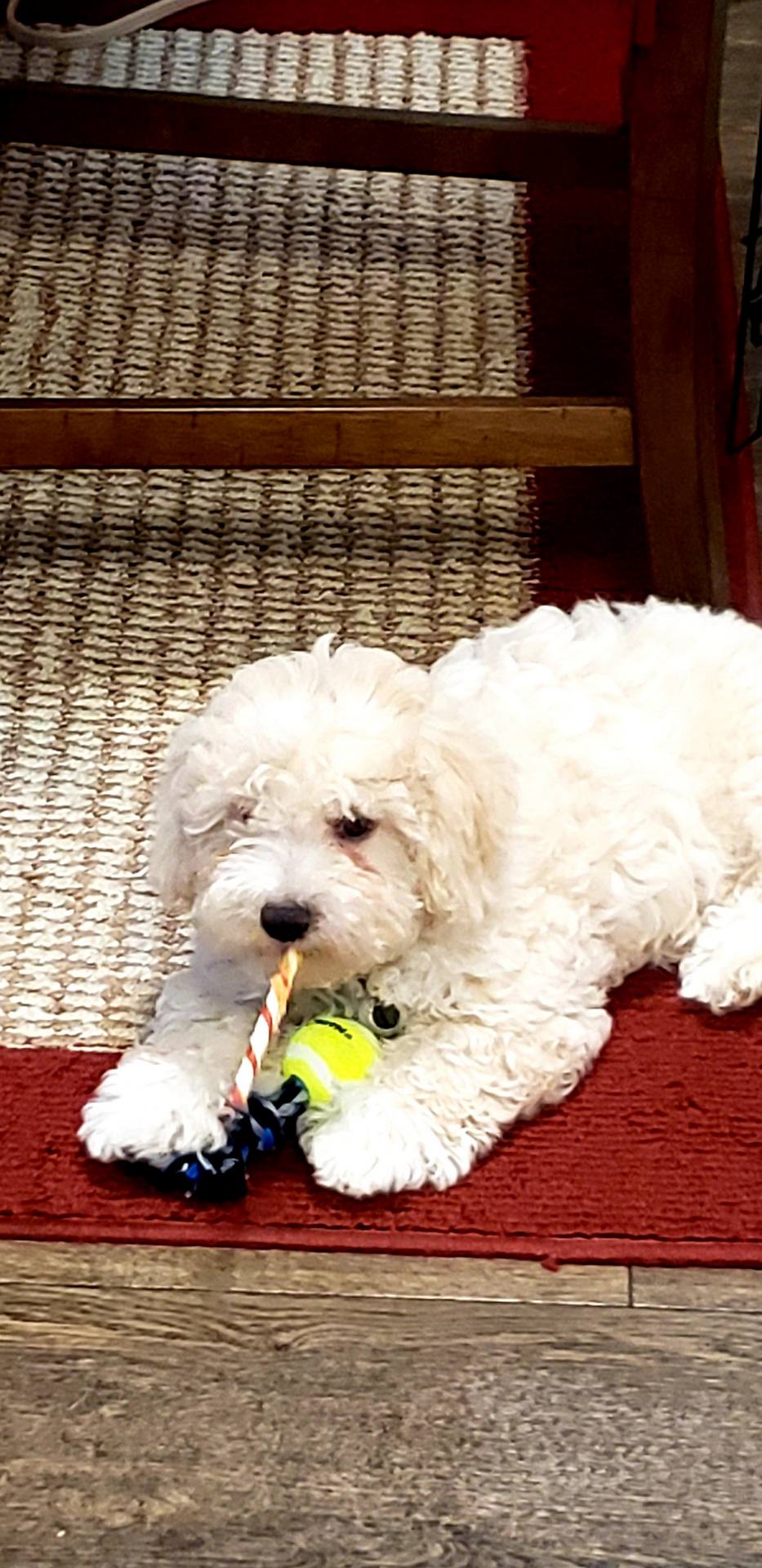 Past Puppies - Petite Posh Puppies