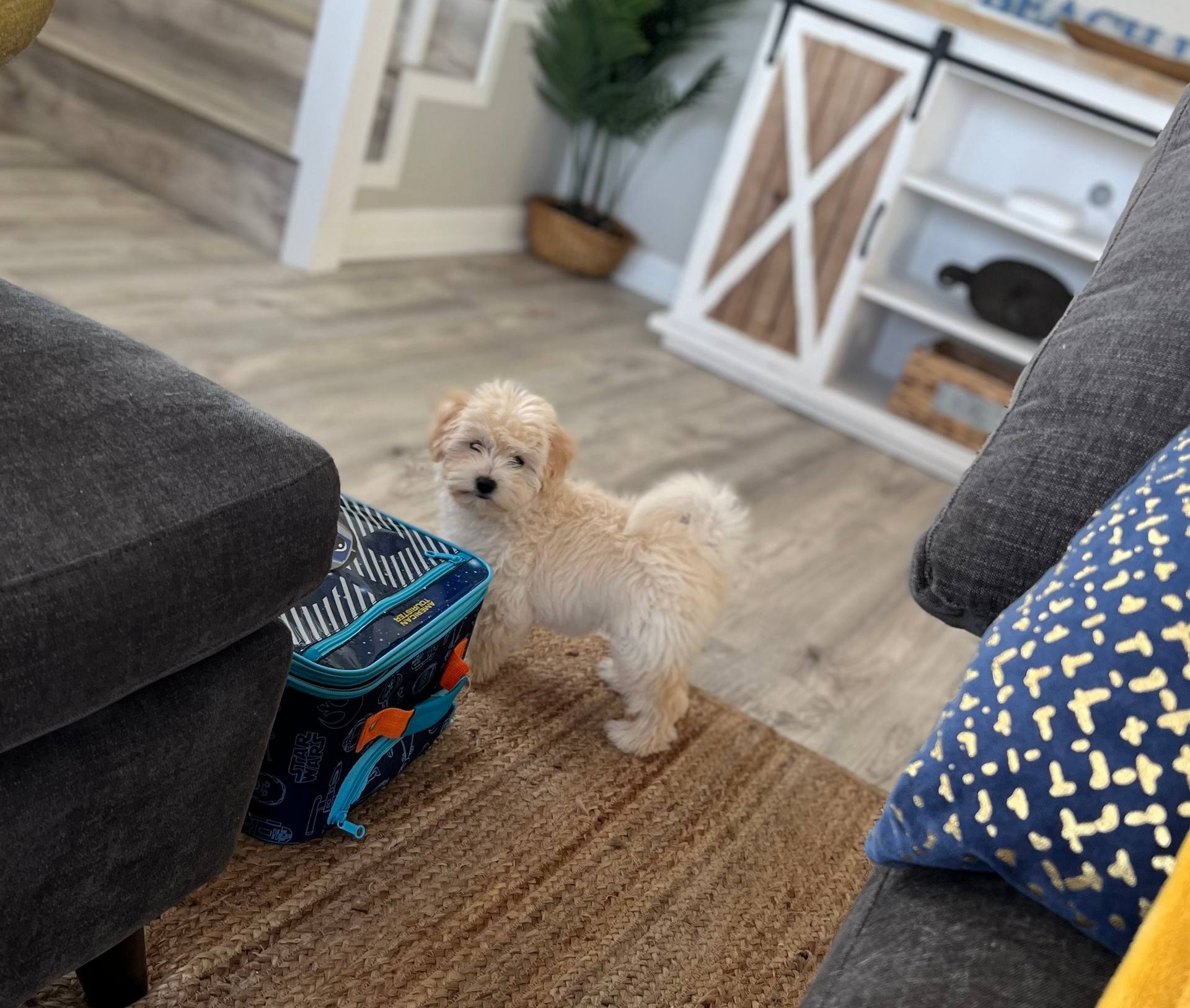 Past Puppies - Petite Posh Puppies