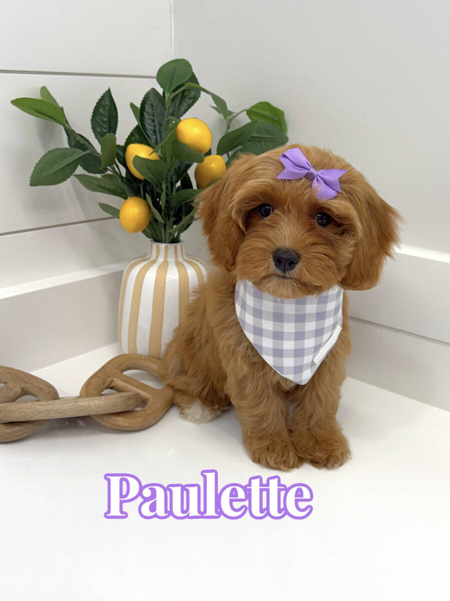 Paulette - Teddy Bear Red/White Female Cavapoo Puppy | Petite Posh Puppies