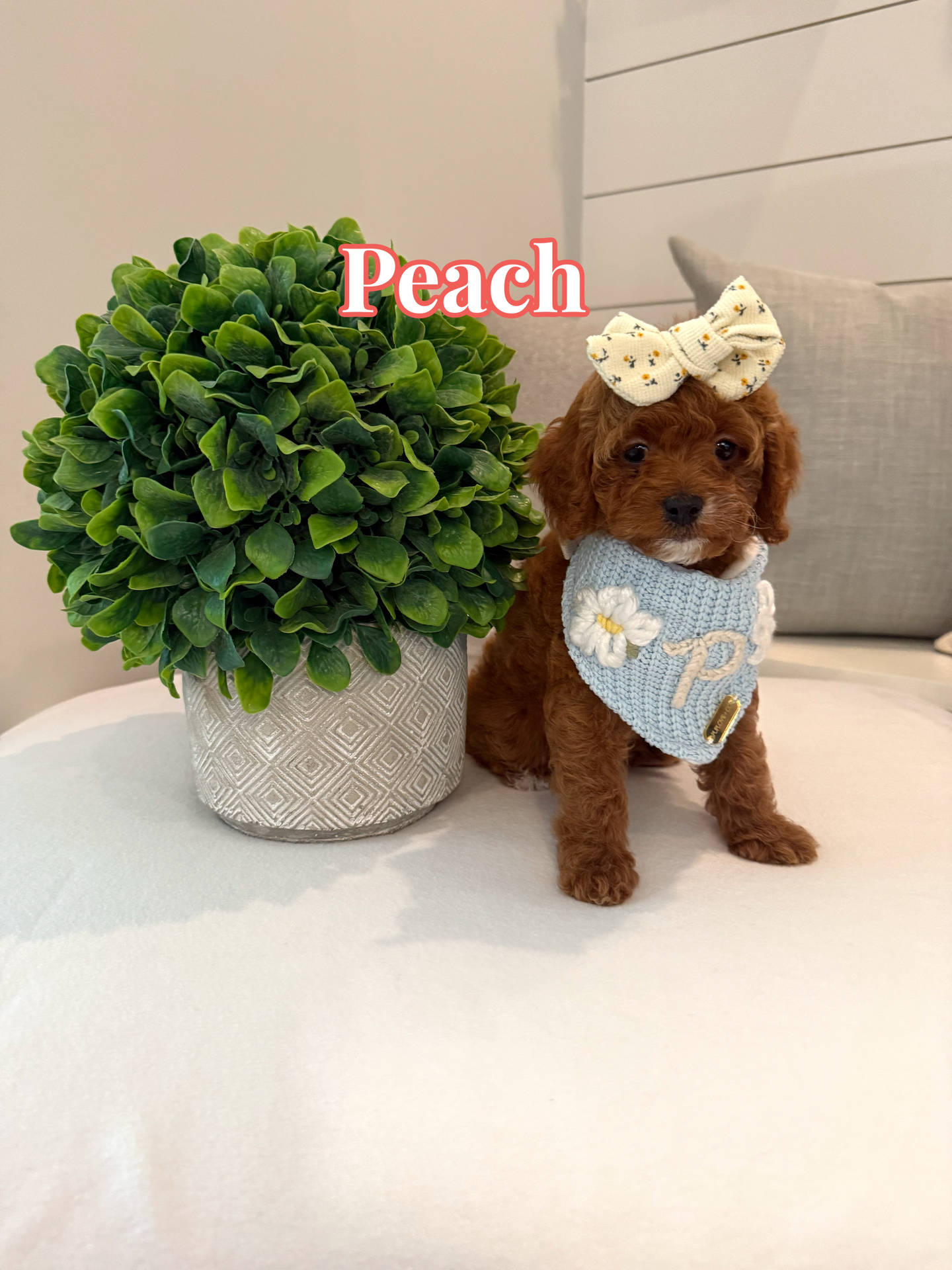 Peach - Teddy Bear Red Female Cavapoo Puppy | Petite Posh Puppies