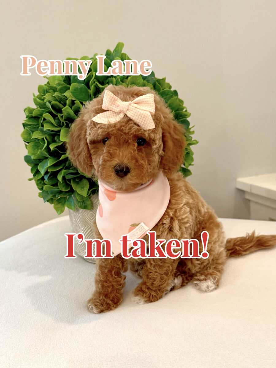 Penny Lane - Frosted Tip Apricot Female Toy/Micro Goldendoodle Puppy ...