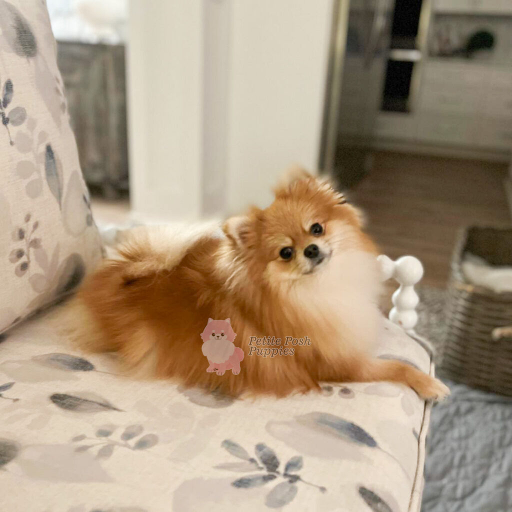 Our Moms - Petite Posh Puppies