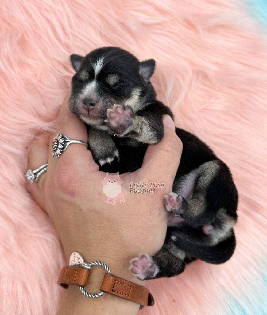 Puppies | Pomeranian, Pomsky, Toy Poodle, Goldendoodle, Bernedoodle