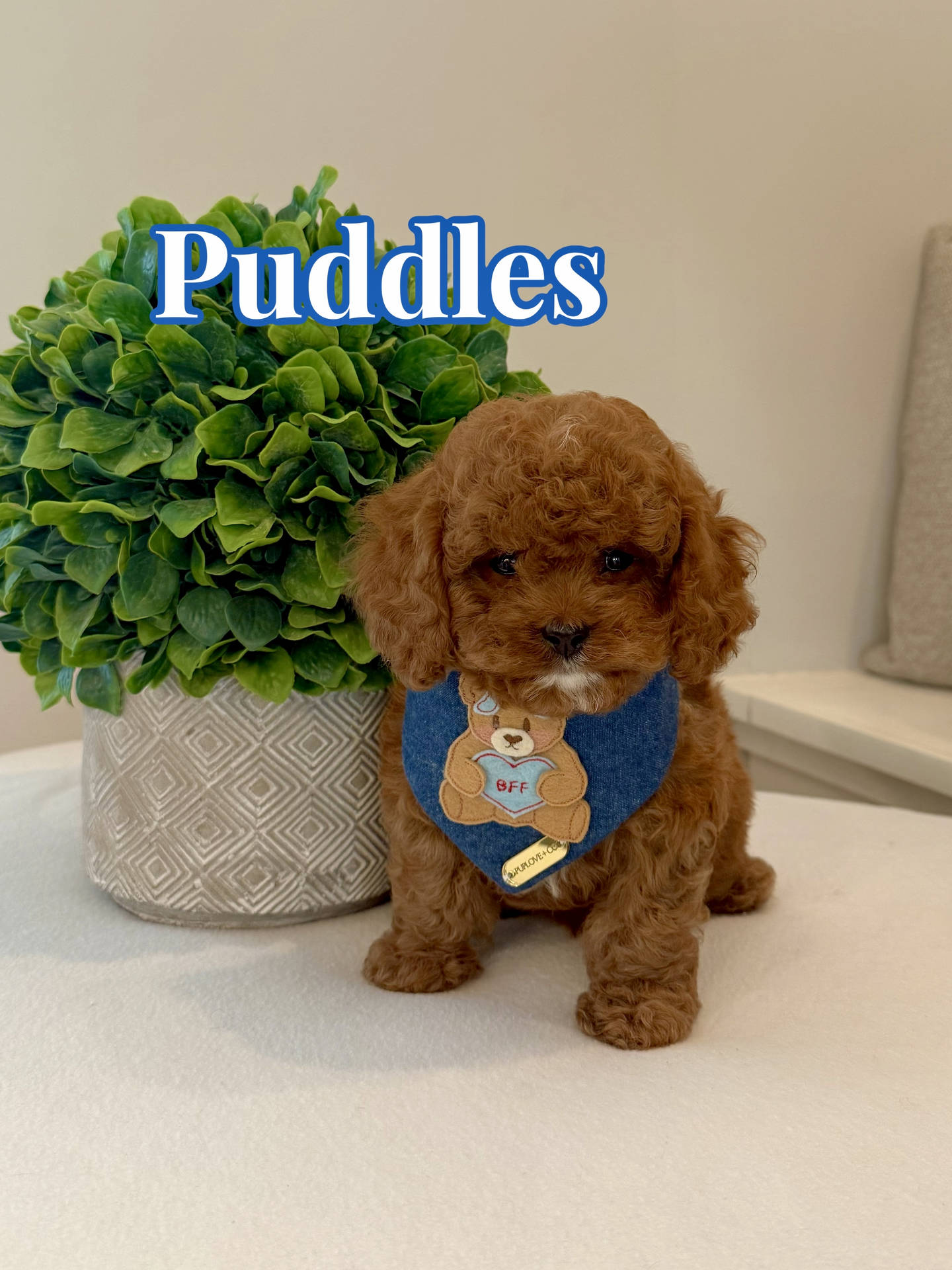 Puddles - Teddy Bear Red Male Cavapoo Puppy | Petite Posh Puppies
