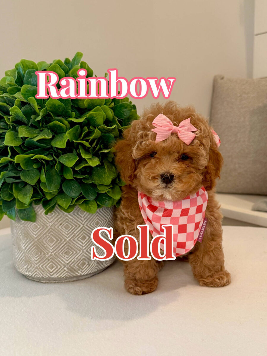 Rainbow - Apricot Female Cavapoo Puppy | Petite Posh Puppies