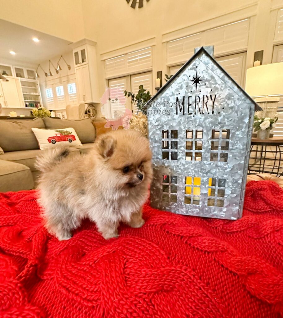 Roxy - Orange Sable Female Pomeranian Puppy | Petite Posh Puppies