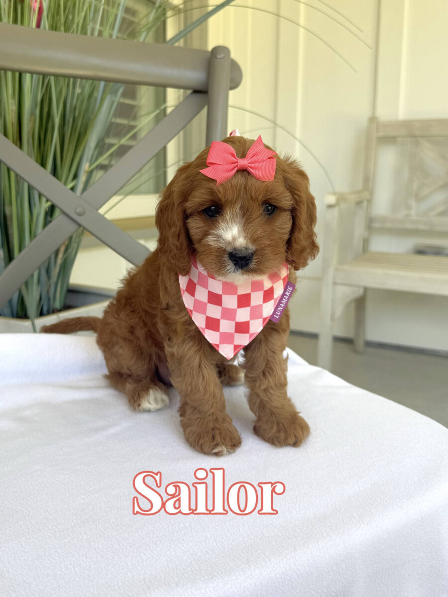Sailor - Teddy Bear Red/White Female Cavapoo Puppy | Petite Posh Puppies