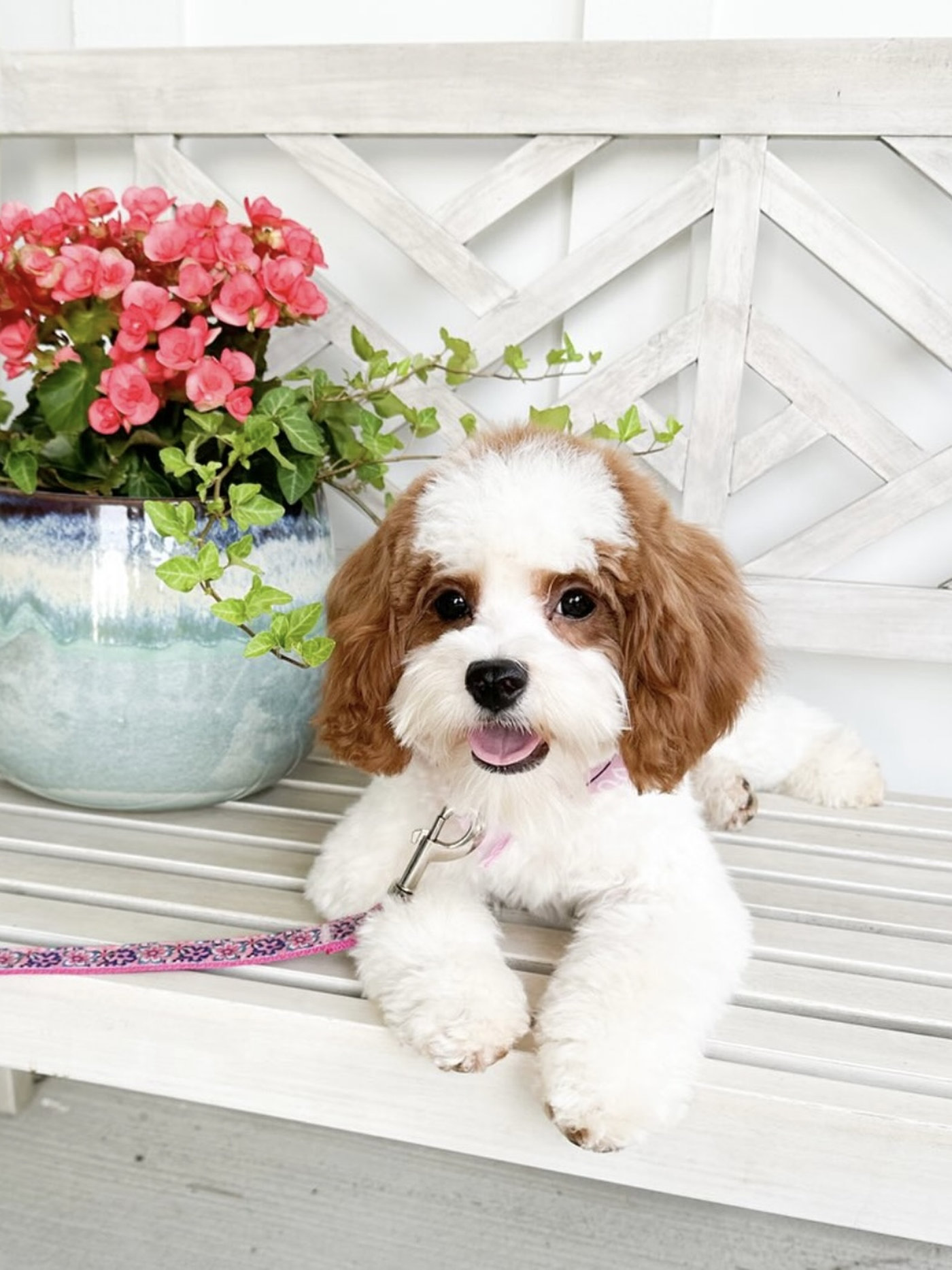 Savannah - Blenheim CKC F1 Cavapoo Mom - Petite Posh Puppies Atlanta GA