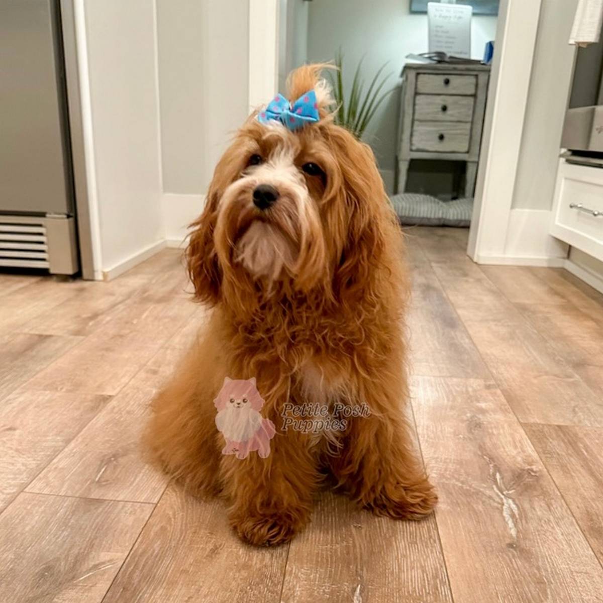 Guardian Program - Petite Posh Puppies