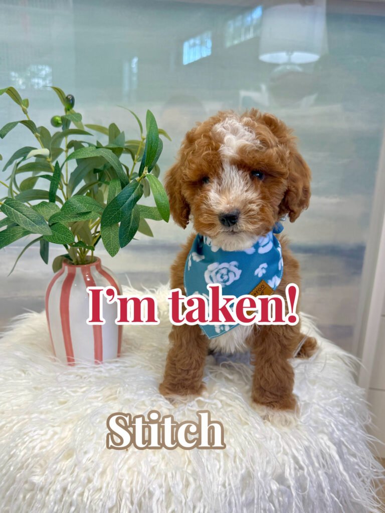 Stitch - Teddy Bear Red/White Male Cavapoo Puppy | Petite Posh Puppies