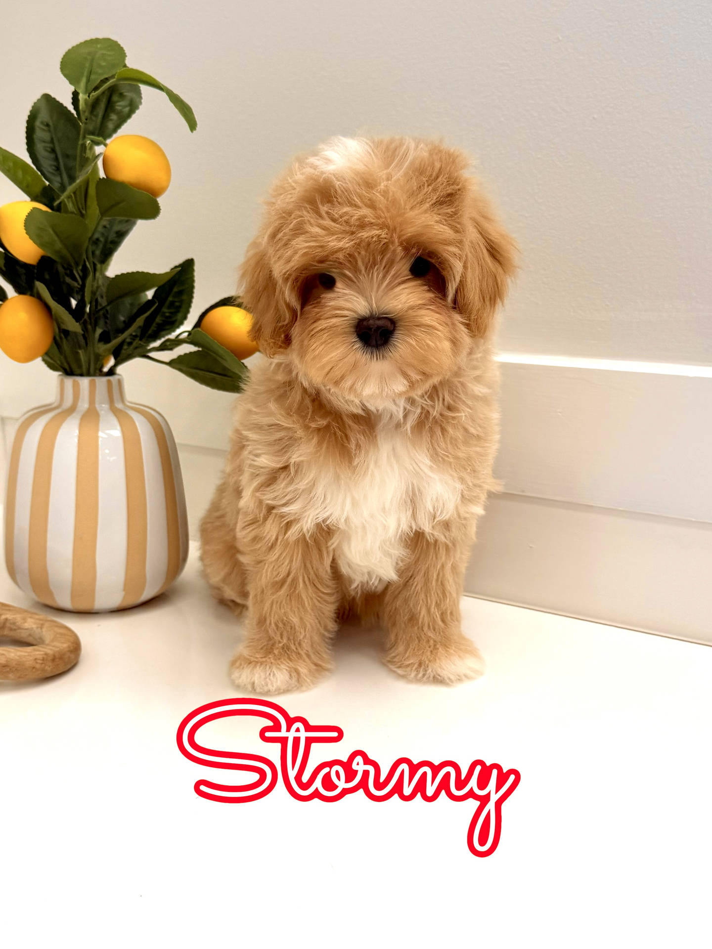 Stormy - Red/Tuxedo White Male Toy/Teacup Maltipoo Puppy | Petite Posh ...