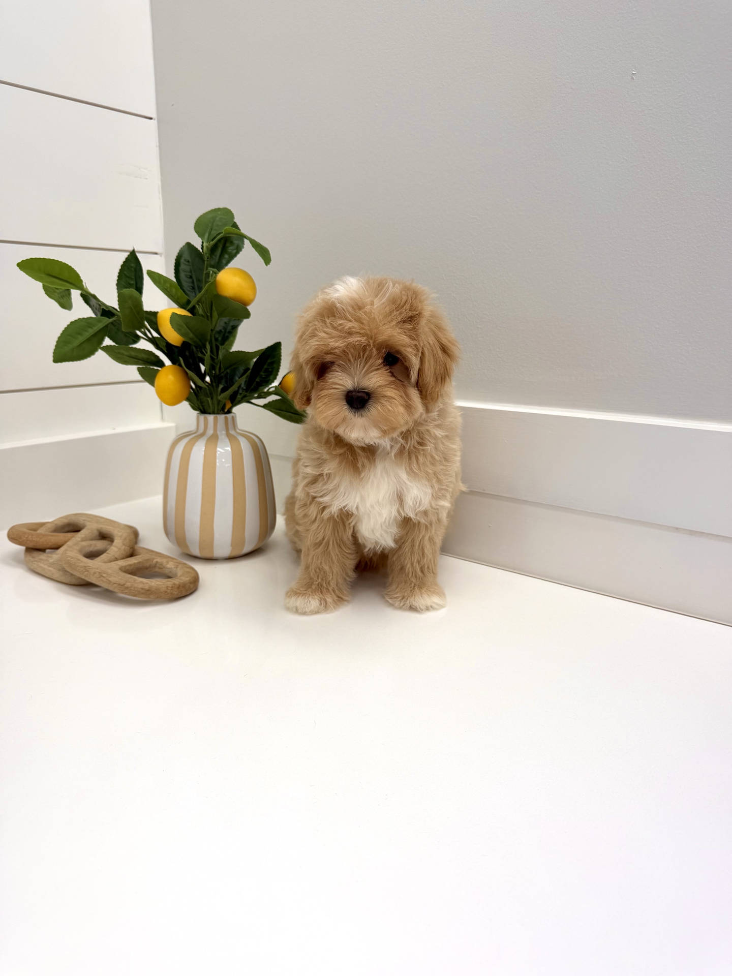 Stormy - Red/Tuxedo White Male Toy/Teacup Maltipoo Puppy | Petite Posh ...