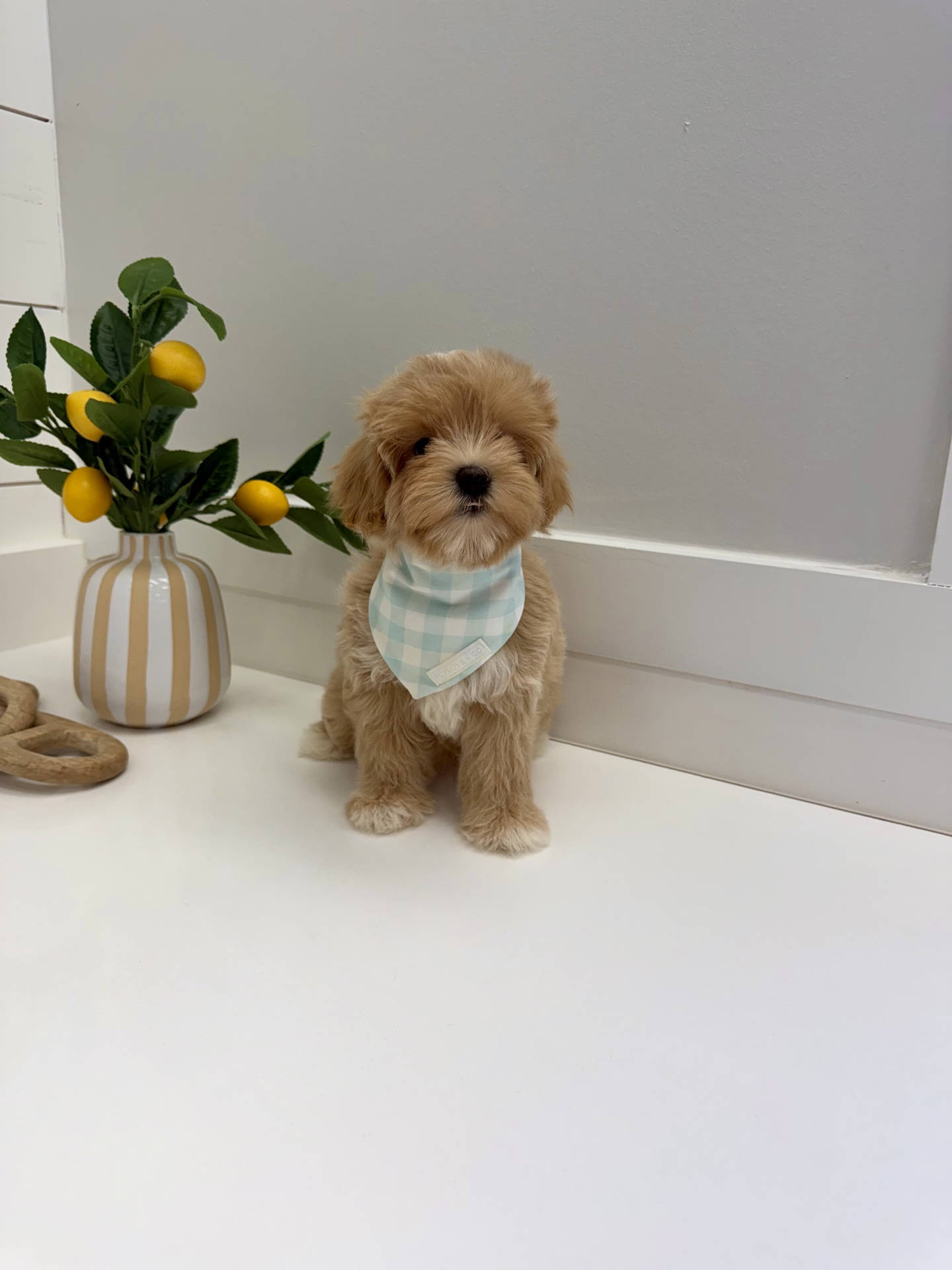 Stormy - Red/Tuxedo White Male Toy/Teacup Maltipoo Puppy | Petite Posh ...