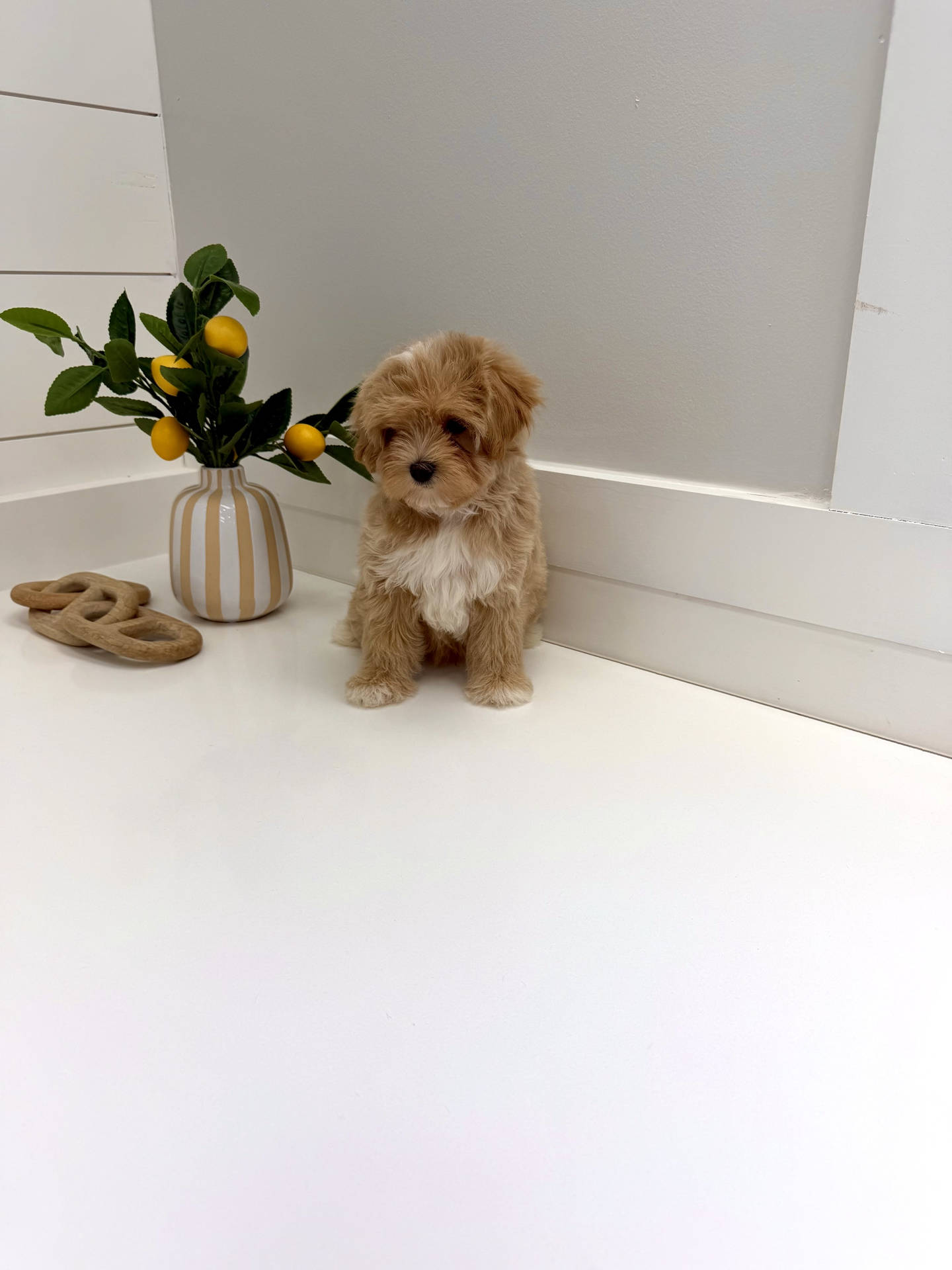 Stormy - Red/Tuxedo White Male Toy/Teacup Maltipoo Puppy | Petite Posh ...