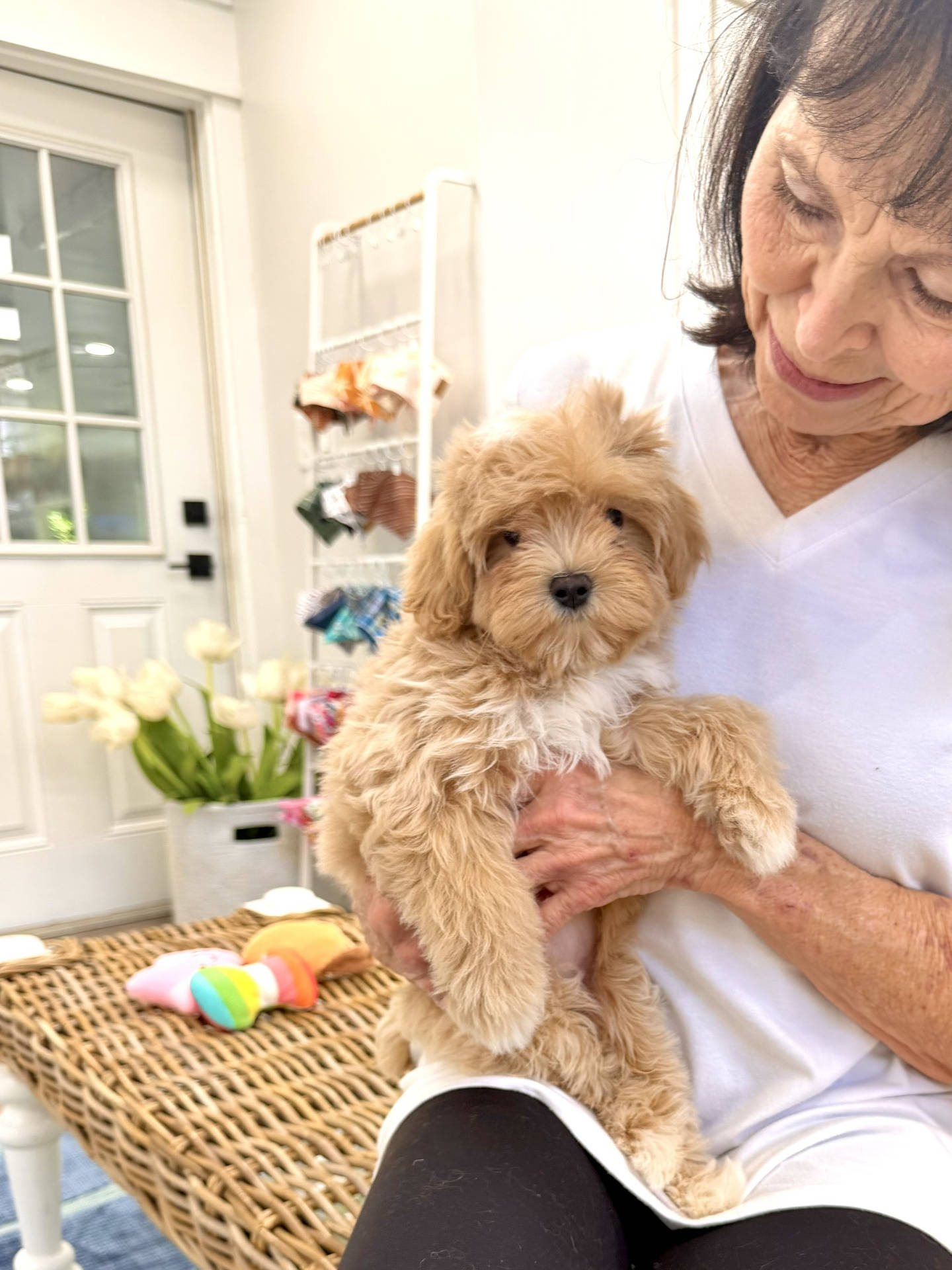 Stormy - Red/Tuxedo White Male Toy/Teacup Maltipoo Puppy | Petite Posh ...