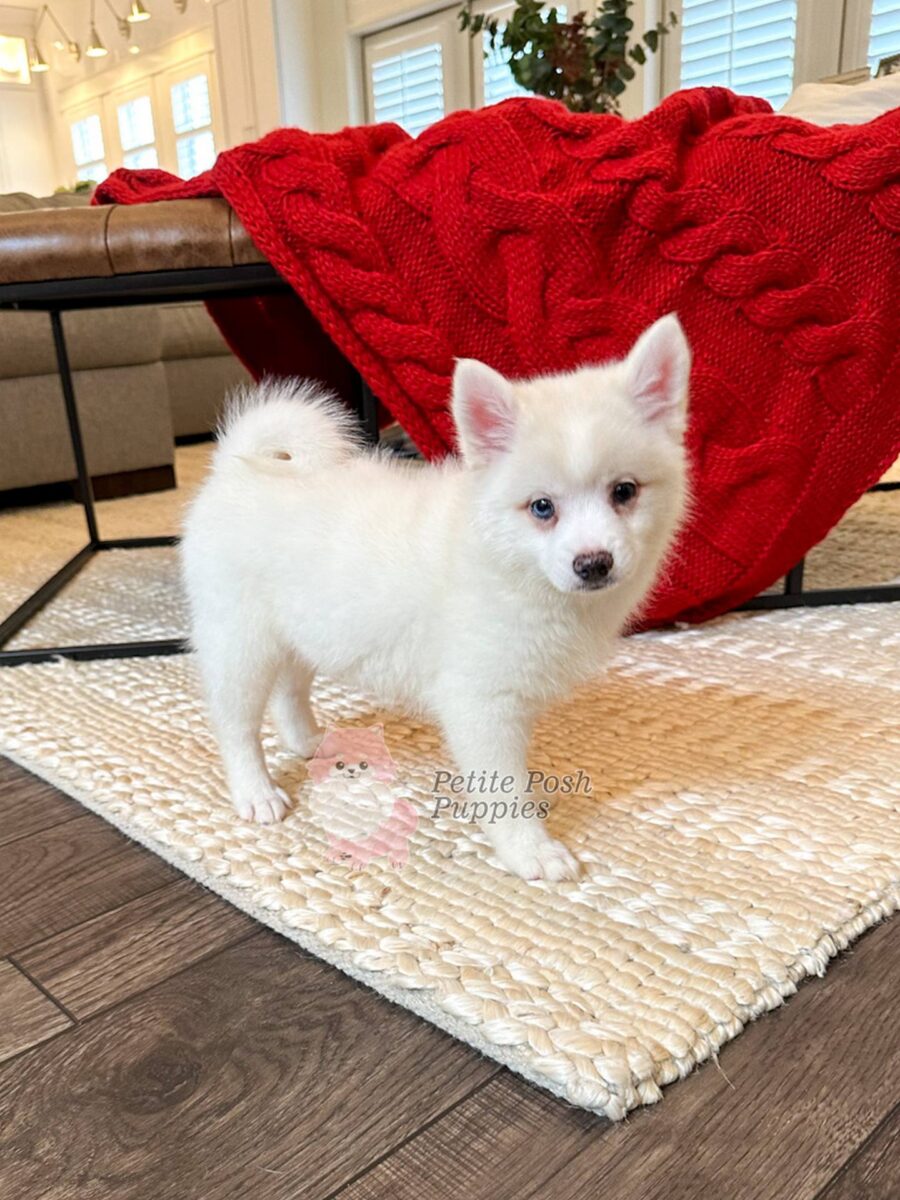 Puppies | Pomeranian, Pomsky, Toy Poodle, Goldendoodle, Bernedoodle