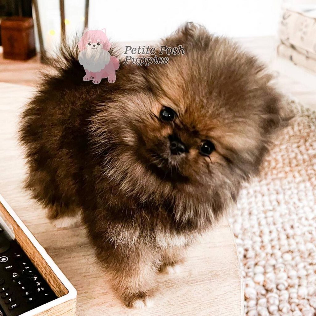 Bonnie - Wolf Sable Female Pomeranian Puppy | Petite Posh Puppies